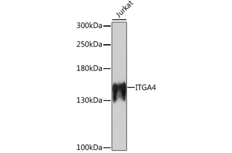 Anti-ITGA4 Antibody (A12689) | Antibodies.com