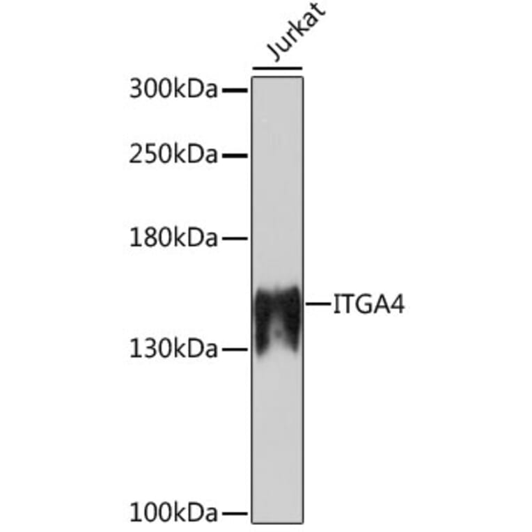 Anti-ITGA4 Antibody (A12689) | Antibodies.com