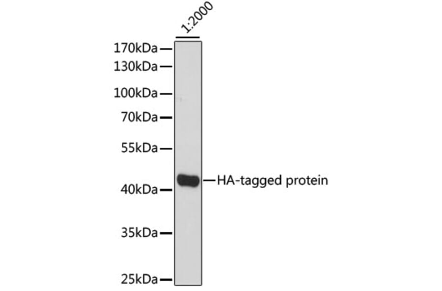 Anti-HA Tag Antibody (A93073) | Antibodies.com