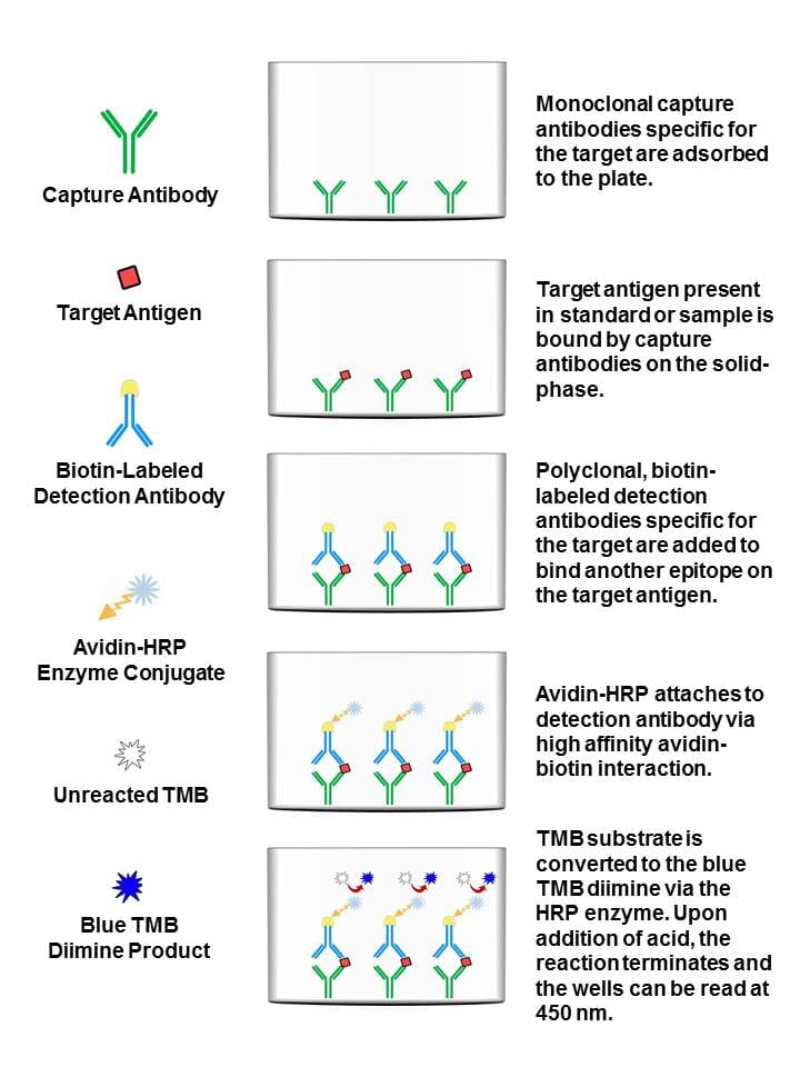 Humano TNF alpha Kit Elisa (A101828) | Antibodies.com