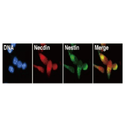 Anti-Necdin Antibody (A446) | Antibodies.com