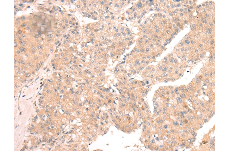 Anti-TLR9 Antibody (A47038) | Antibodies.com