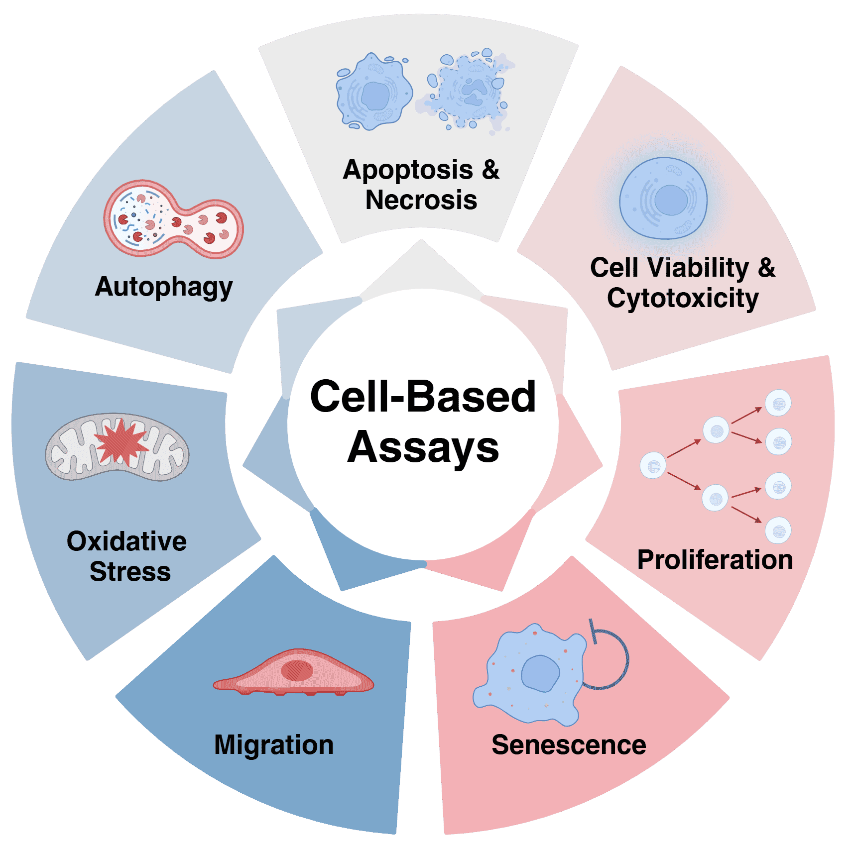 Cell-Based Assays Guide | Antibodies.com