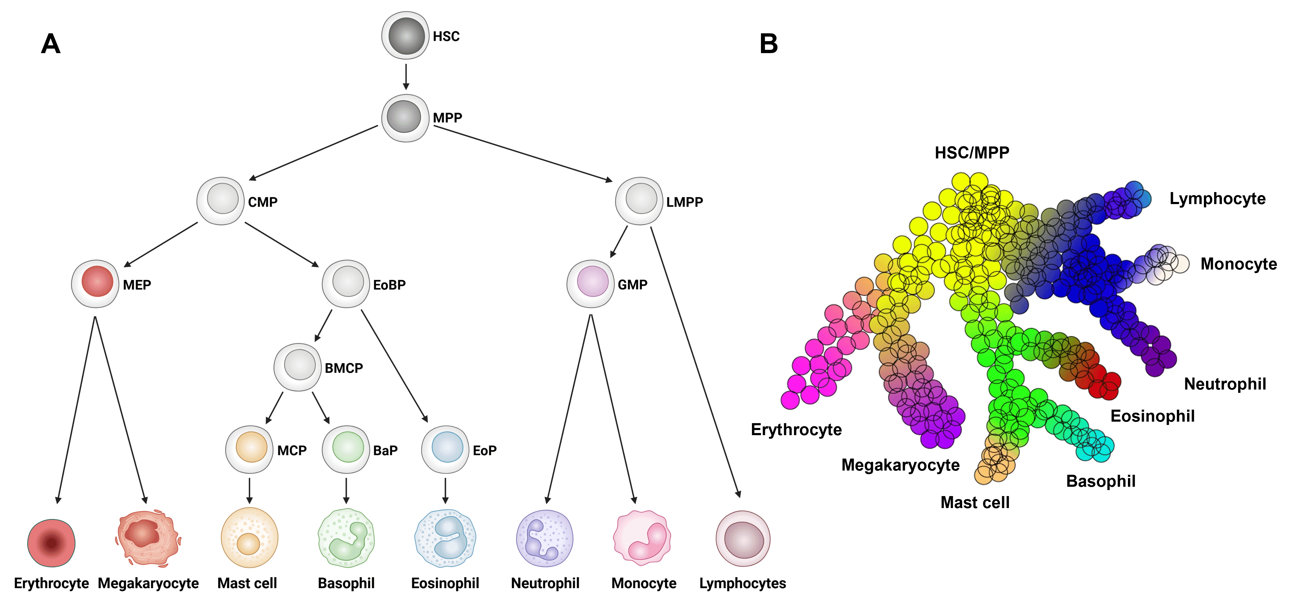 Eosinophil Markers | Antibodies.com