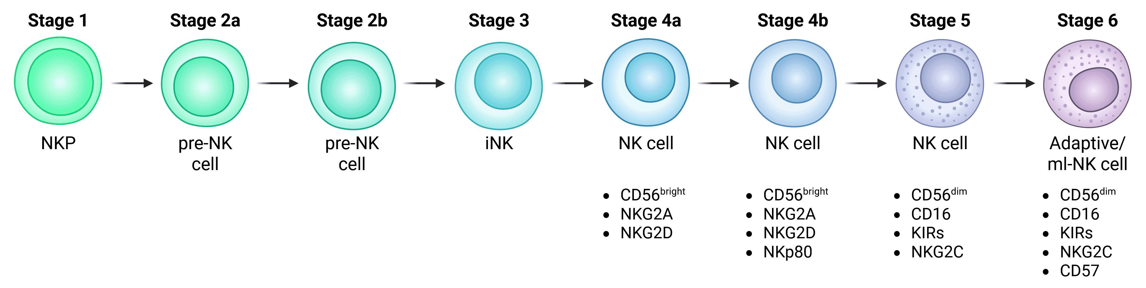 Natural Killer Cell Markers | Antibodies.com
