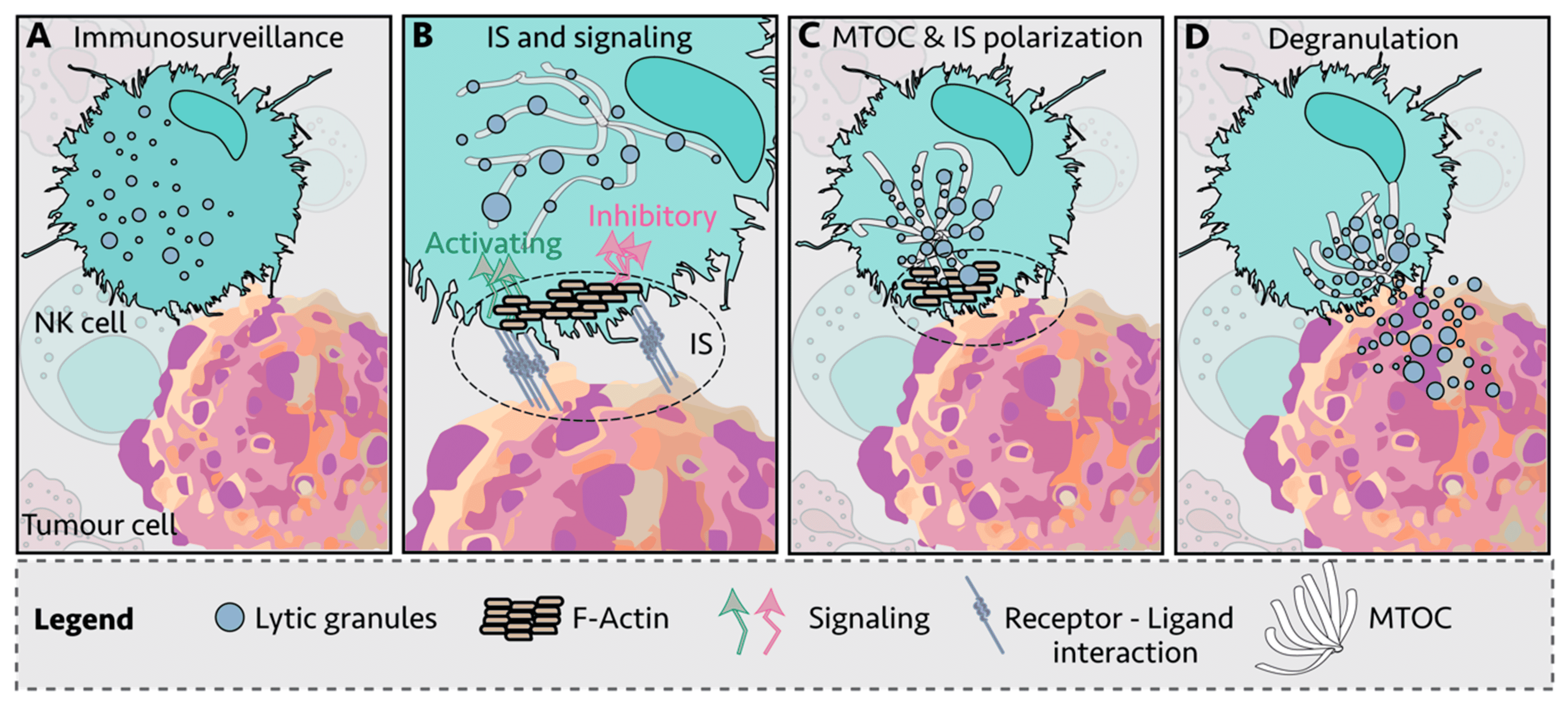 Natural Killer Cell Markers | Antibodies.com