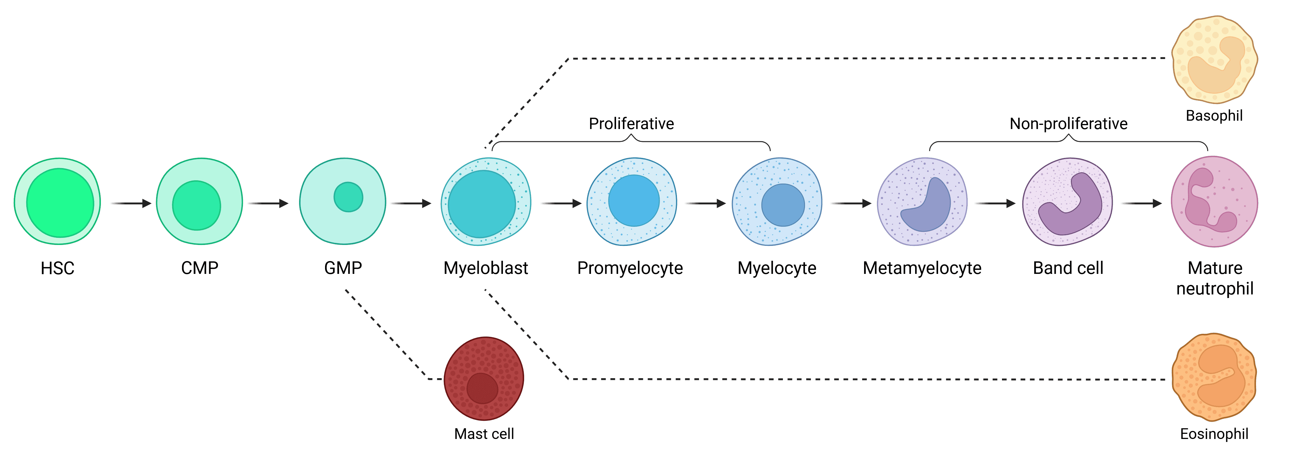 Neutrophil Markers | Antibodies.com