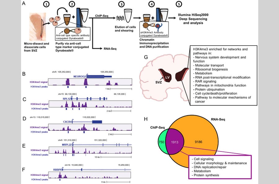 Anti-GFAP Antibody [2A5] (A104314) | Antibodies.com