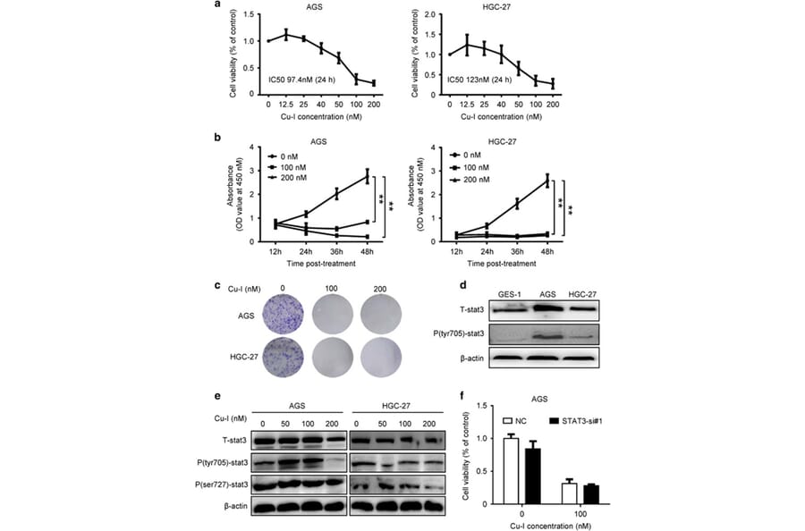 Anti-Stat3 (phospho-S727) Antibody (A24895) | Antibodies.com