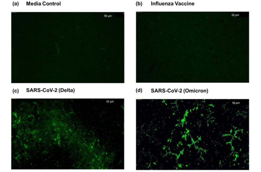 Fluorescent Dye 488 NHS ester (A270022) | Antibodies.com