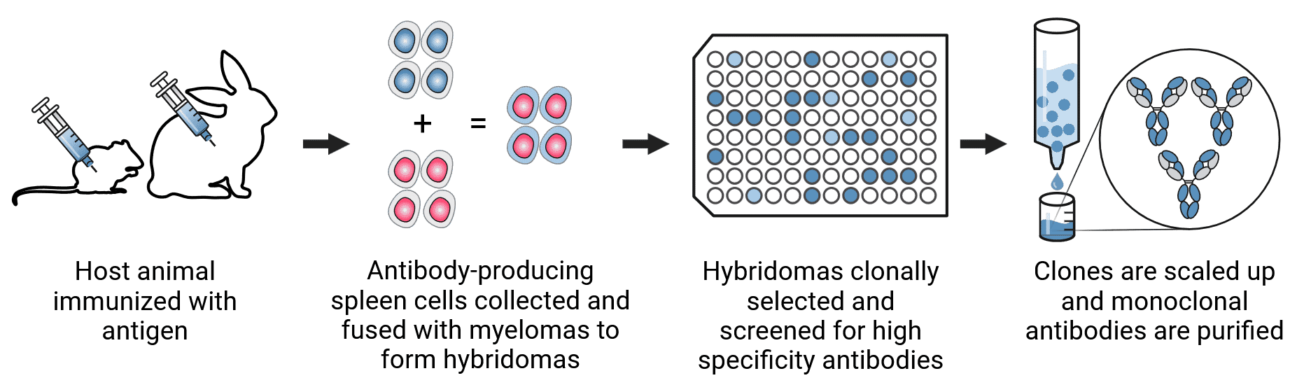 Polyclonal and Monoclonal Antibodies: Production and Purification