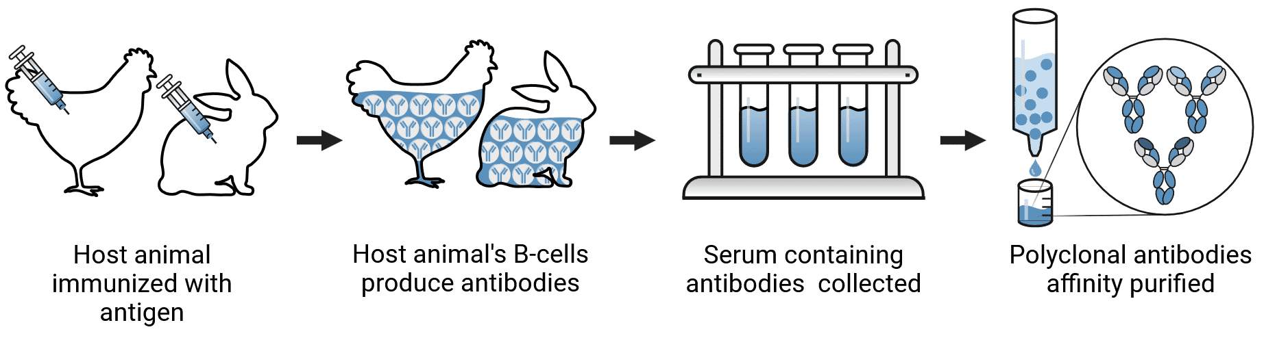 Polyclonal and Monoclonal Antibodies: Production and Purification