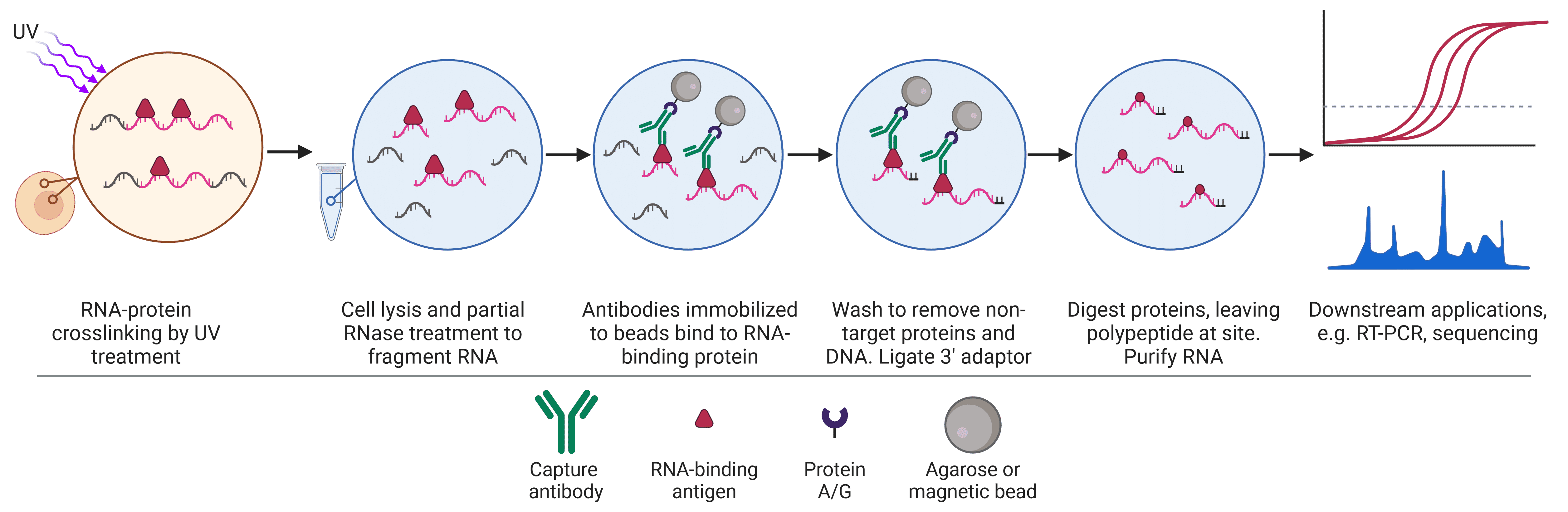 Immunoprecipitation (IP): The Complete Guide | Antibodies.com