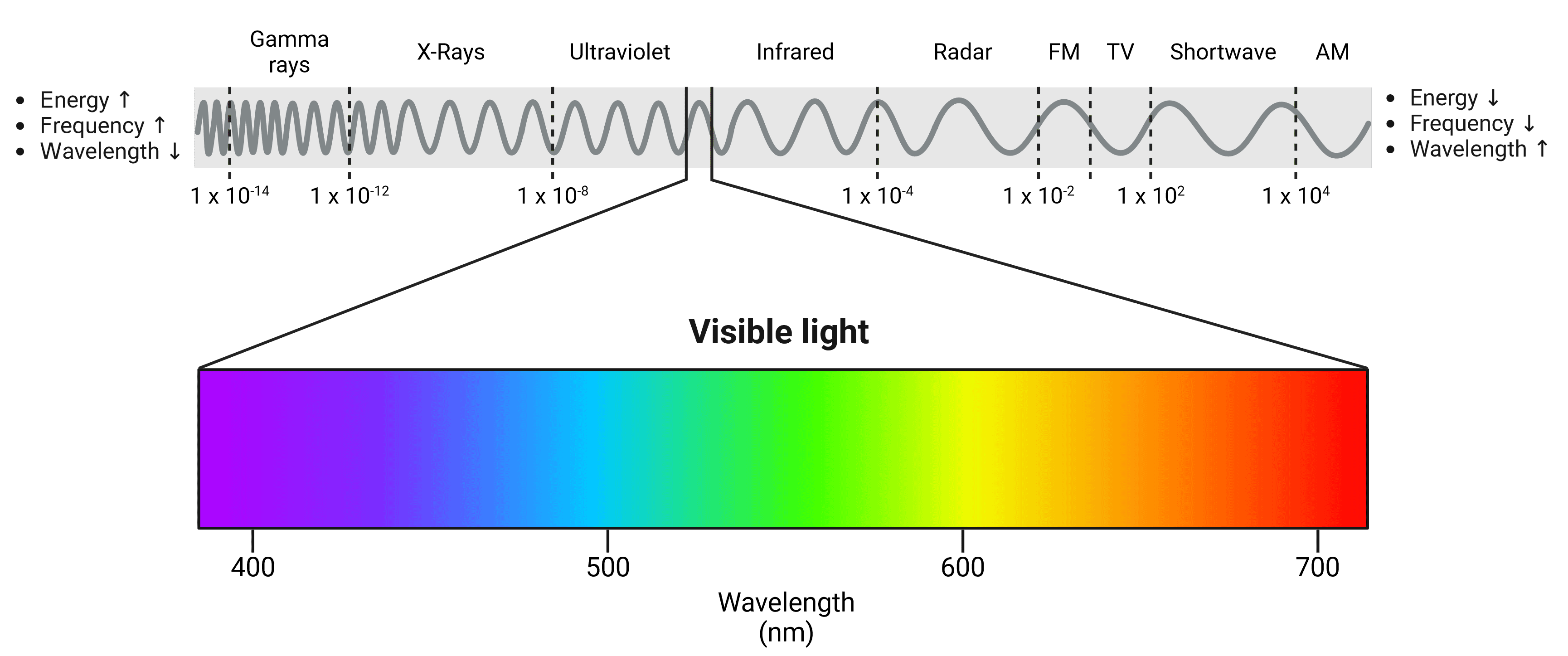 Flow Cytometry: The Complete Guide | Antibodies.com