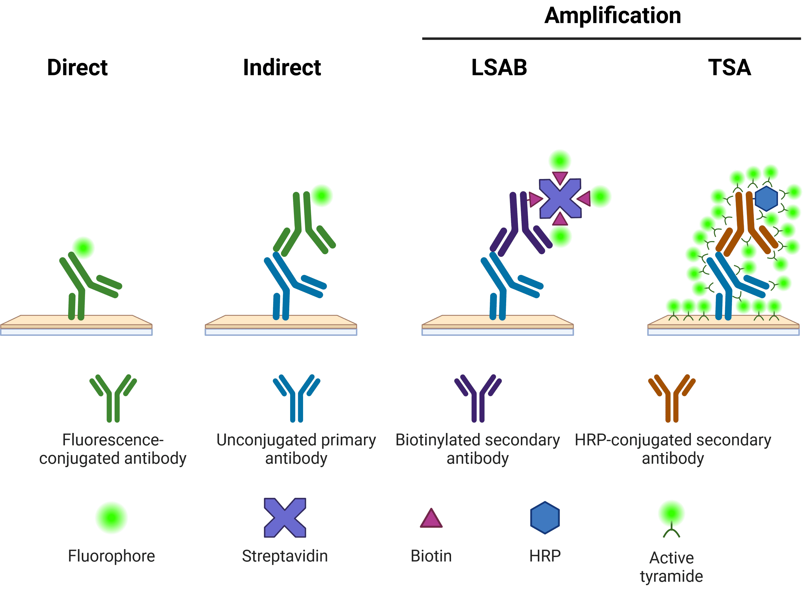 Immunocytochemistry-Immunofluorescence: The Complete Guide