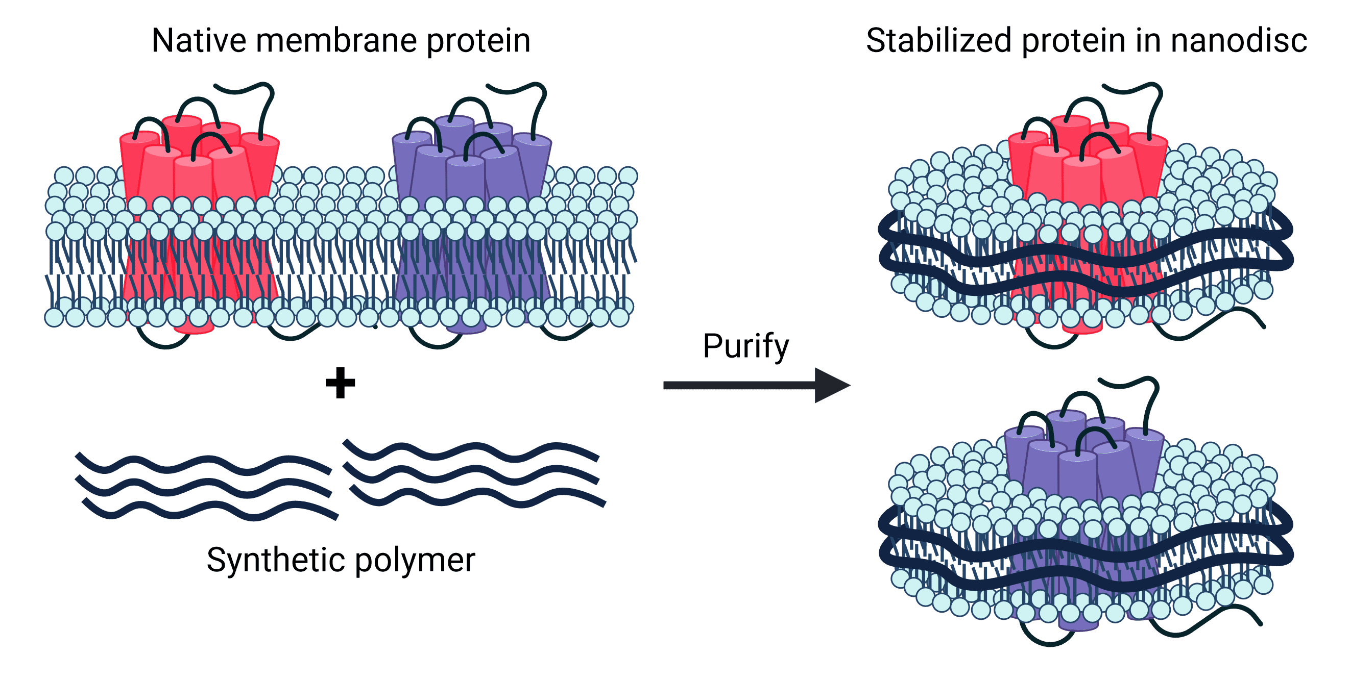 Transmembrane Proteins | Antibodies.com
