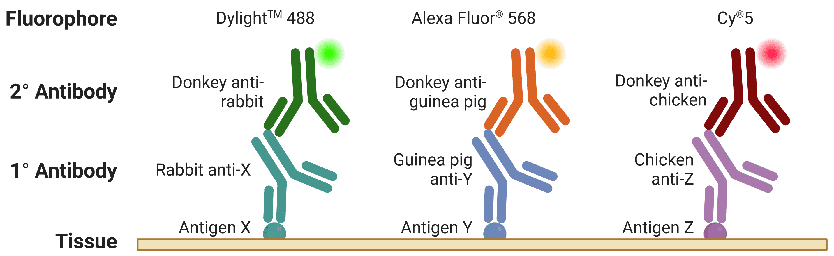 Immunocytochemistry-Immunofluorescence: The Complete Guide
